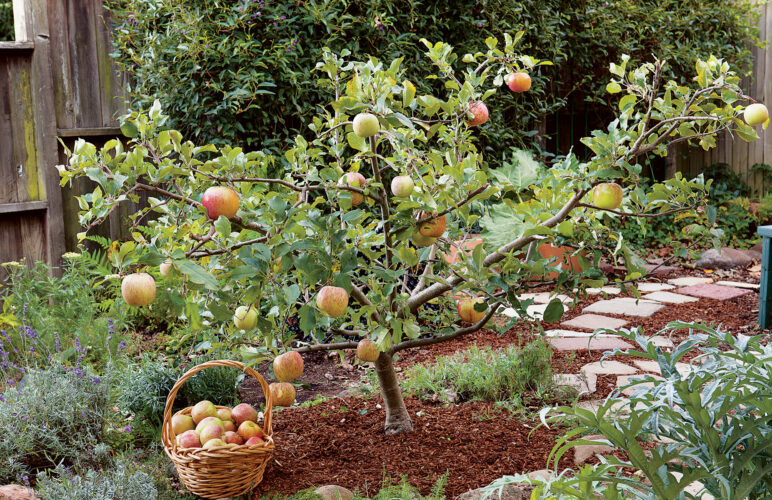 Create Small Fruit Trees with This Pruning Method – Mother Earth News